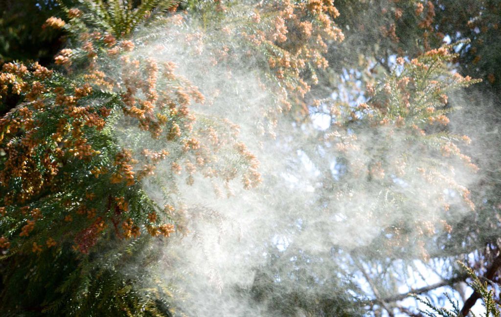 Tips for surviving cedar! | Austin Family Allergy and Asthma