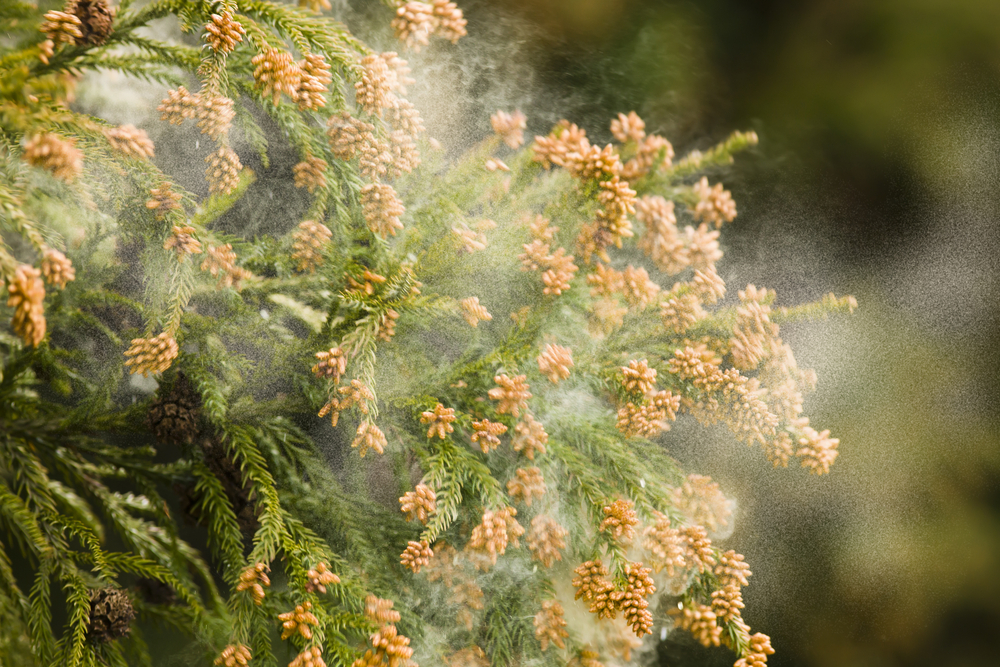 Cedar Fever 101 | Austin Family Allergy and Asthma